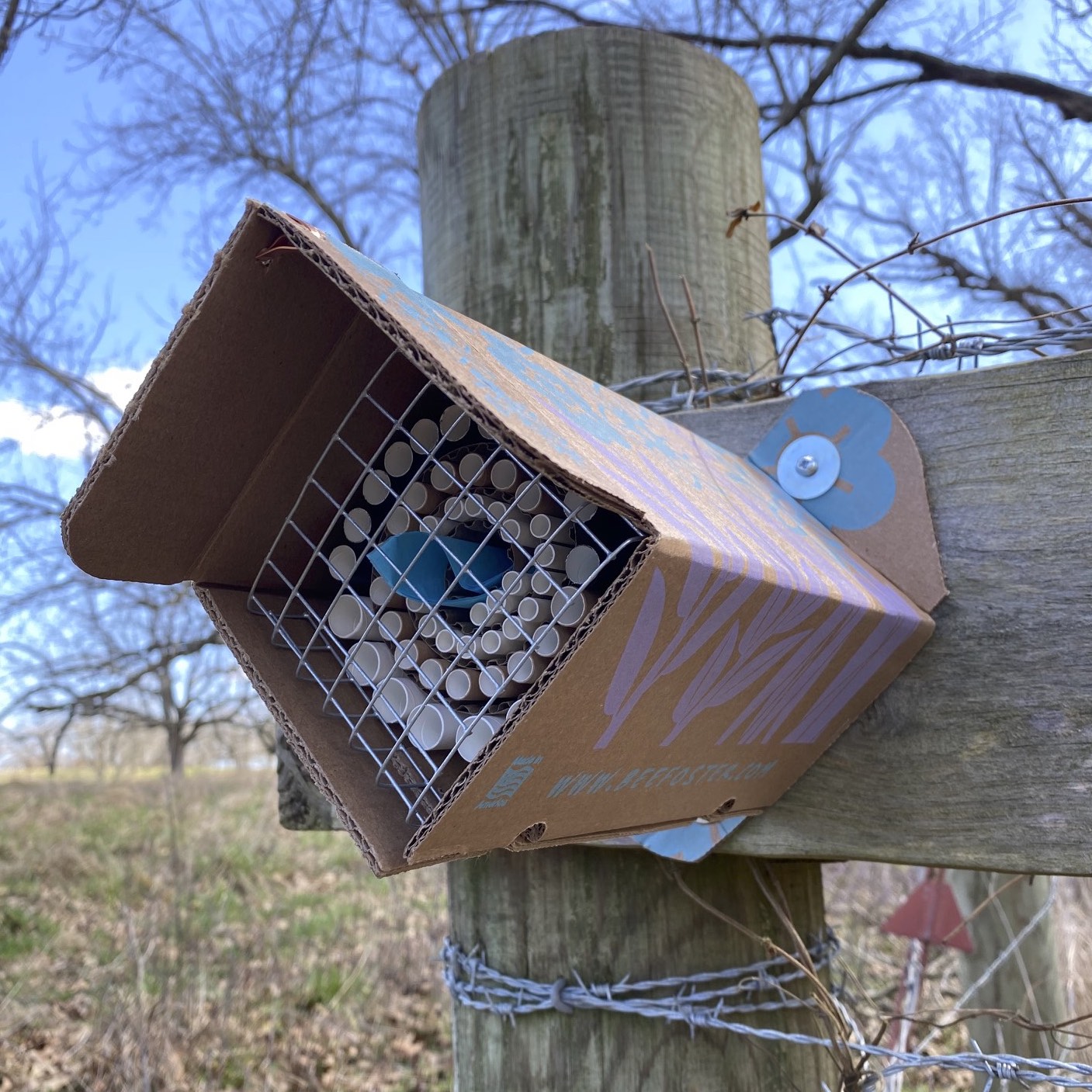 BeeFoster - home of the Beestra Native Bee Nursery